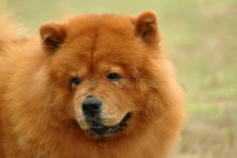 Tibetan mastiff stock photo. Image of furry, china, faithful - 30299084