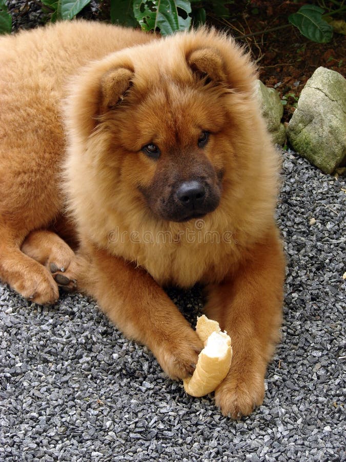 Chow Chow stock photo. Image of eating, purebred, chinese - 2314908