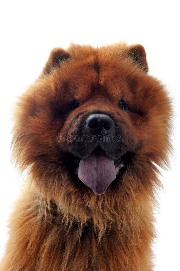 Dog pet chow chow stock image. Image of white, mini, face - 10054901