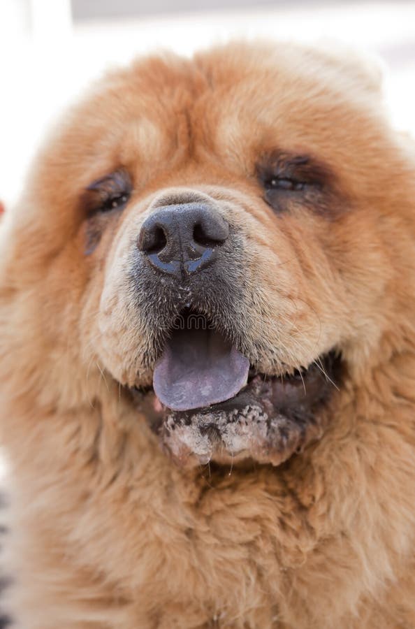 Chow Chow stock photo. Image of face, chinese, mammal - 23693160