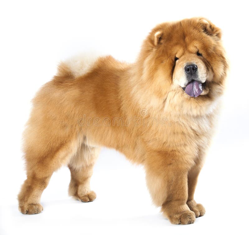 Chow chow stock photo. Image of spitz, pedigree, grooming - 22226188