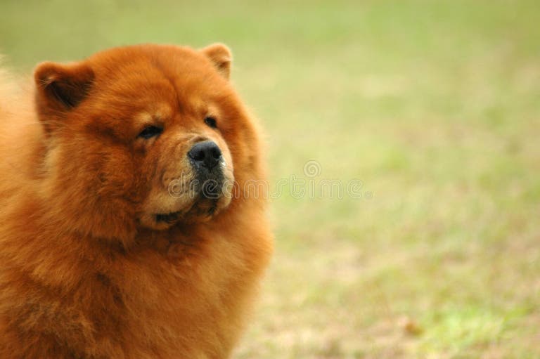 375 Chow Long Stock Photos - Free & Royalty-Free Stock Photos from ...