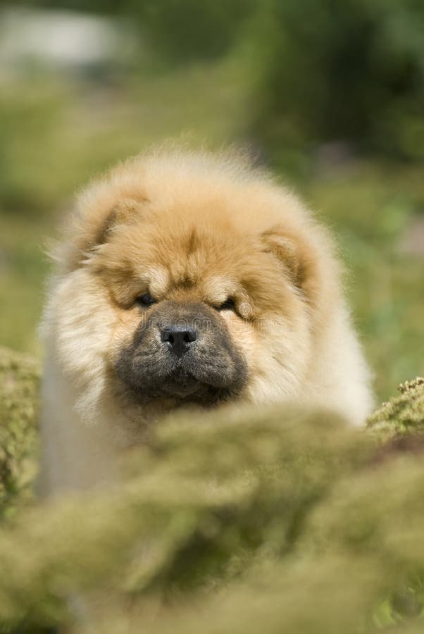 Chow Chow stock photo. Image of greatly, request, structure - 6786442