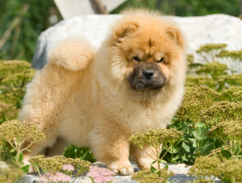Chow Chow stock image. Image of healthy, balanced, greatly - 6786641