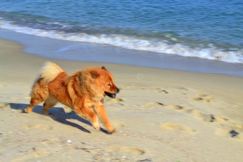 Chow chow on the beach stock image. Image of peace, outdoor - 66806601
