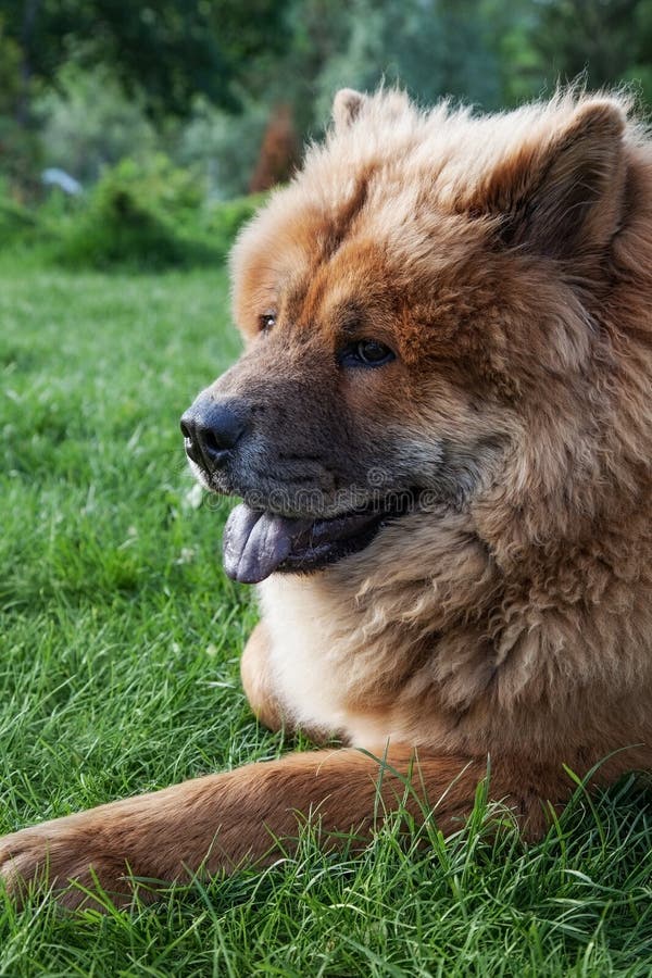 Chow-chow stock image. Image of hair, cute, canine, mammal - 54101425