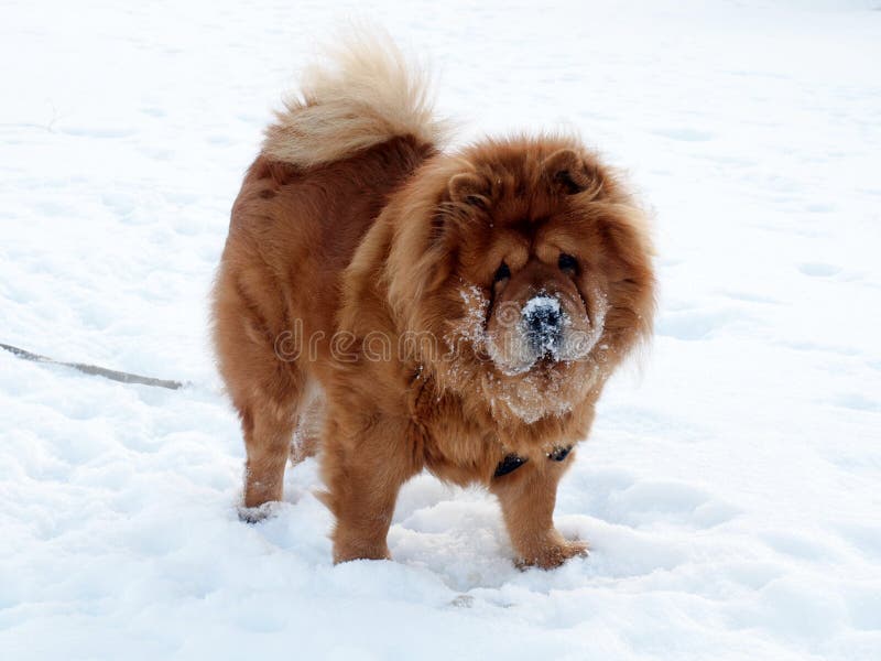 Chow chow breed dog stock image. Image of nature, animals - 18315883