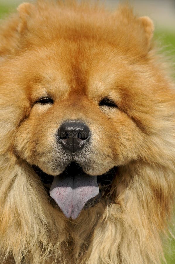 Chinese Mastiff Lion