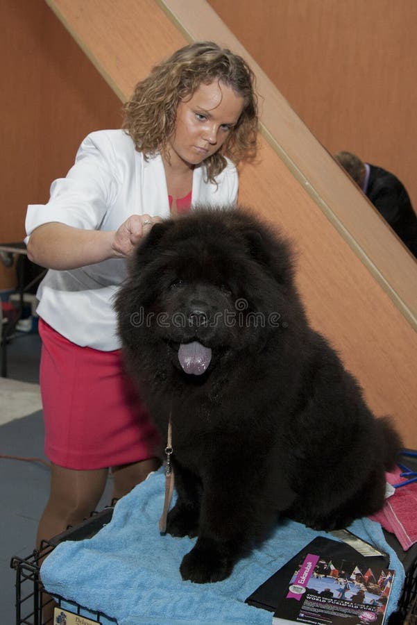 Handler and His Chow Chow Dog Editorial Image - Image of small, canine ...