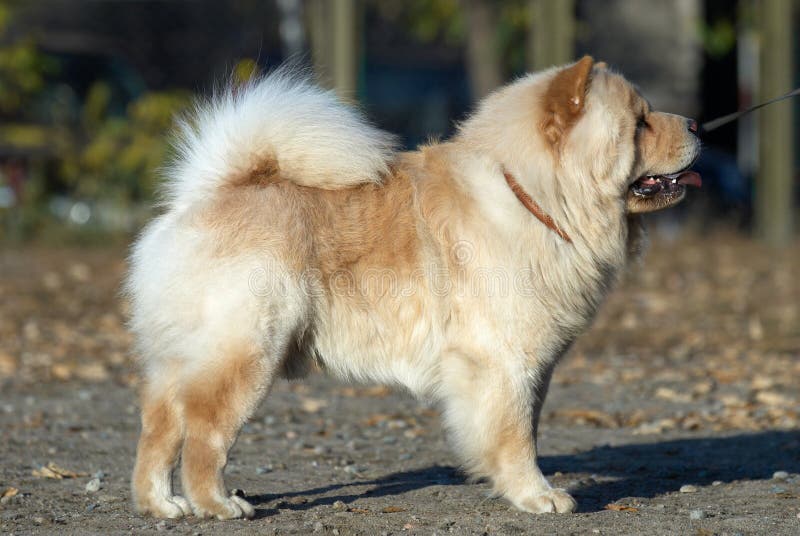 White English Bull Terrier stock photo. Image of white - 5963648