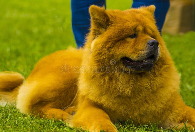 122 Red Chow Dogs Photos - Free & Royalty-Free Stock Photos from Dreamstime