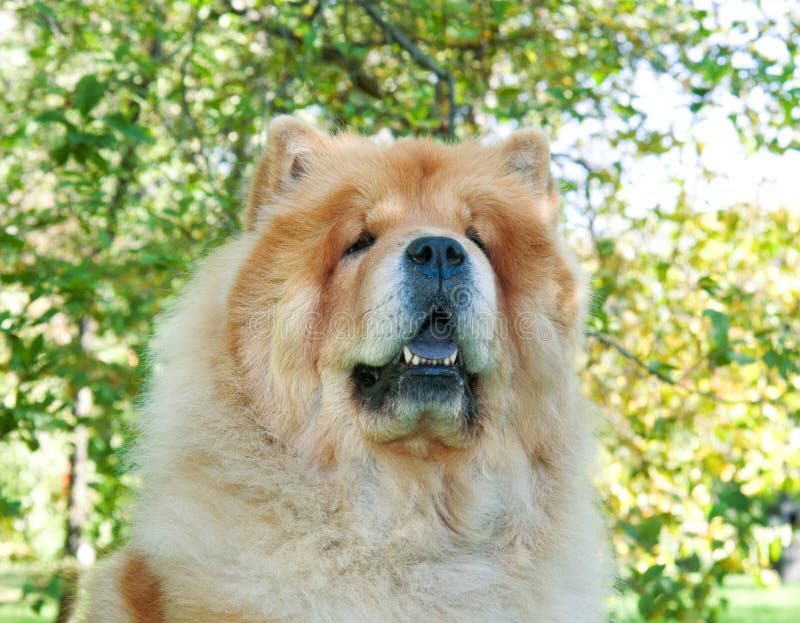 Chow-Chow Dog in the City Park Stock Photo - Image of gorgeous, head ...
