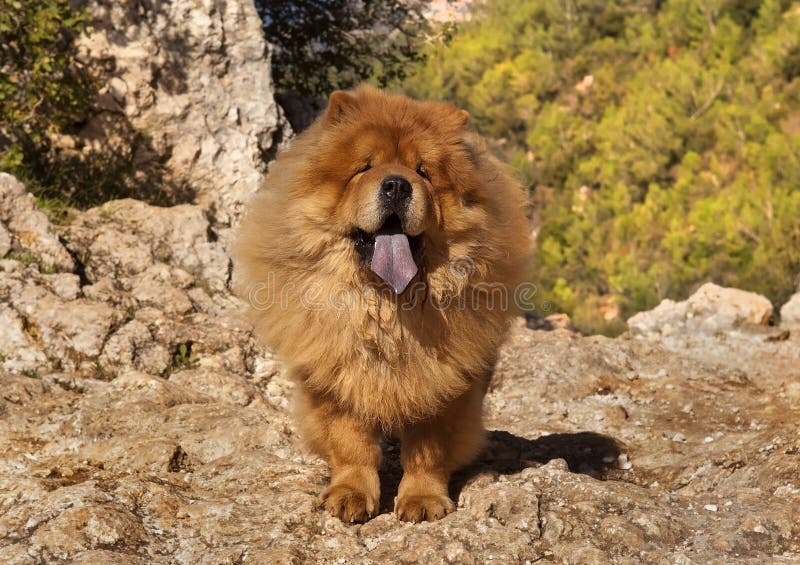 Chow chow dog - the lion stock image. Image of canine - 23962101