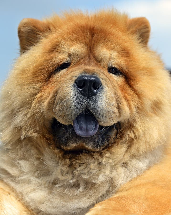 Chow chow stock photo. Image of friend, pets, suit, funny - 42112950