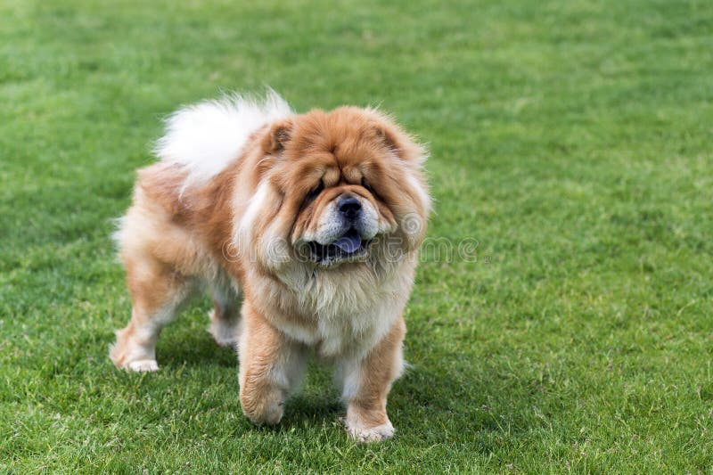 Chow Chow Dog Staying Green Field Stock Photos - Free & Royalty-Free ...
