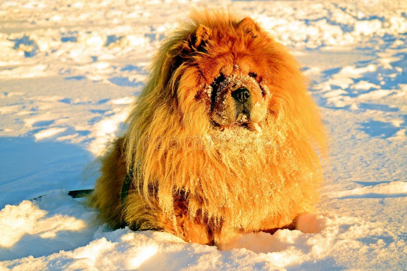 Chow Chow Dog, Sun and White Snow. Stock Image - Image of cold, face ...