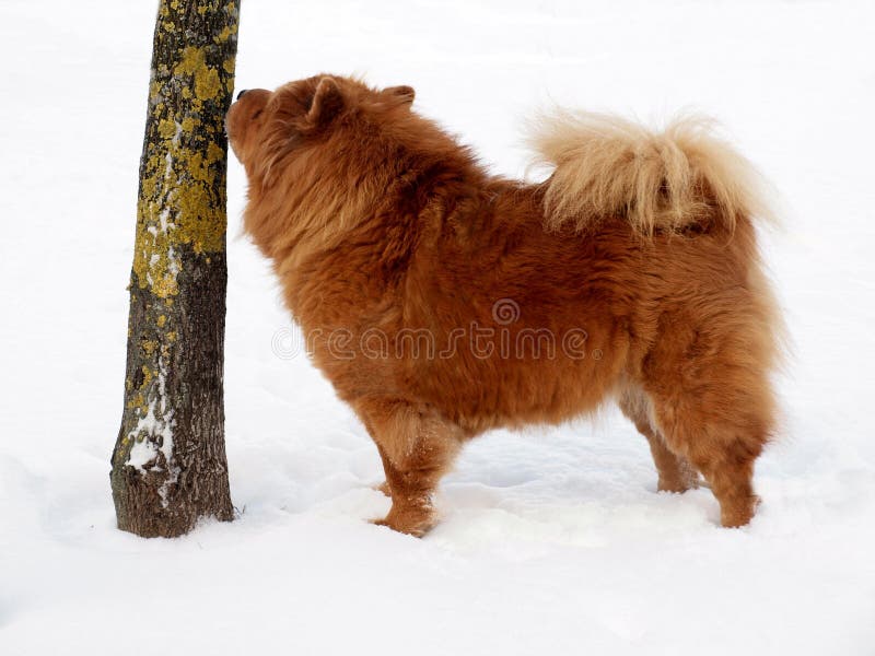Chow chow dog and tree stock image. Image of cold, pedigreed - 18315545