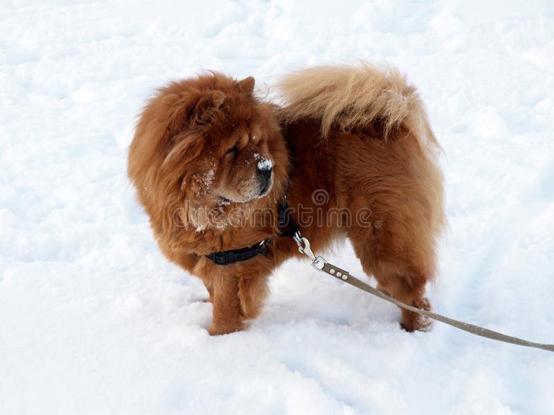 Angry Chow Chow Stock Photos - Free & Royalty-Free Stock Photos from ...