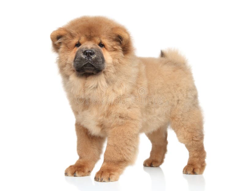 Chow Chow Puppy Stock Photo - Image: 39460380