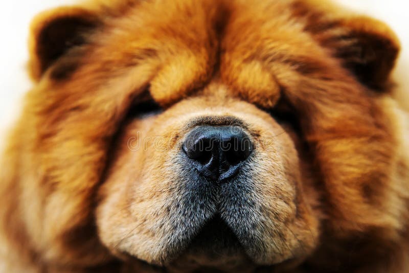 Chow chow dog close up stock photo. Image of hairy, canis - 220161098