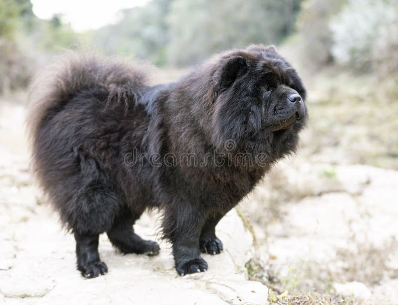 Chow chow in nature stock image. Image of puppy, nature - 166364775
