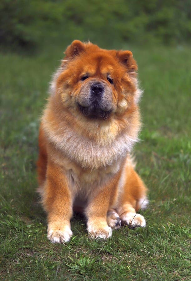 The Chow Chow is a Powerfully Built Dog, Square in Profile, with a ...