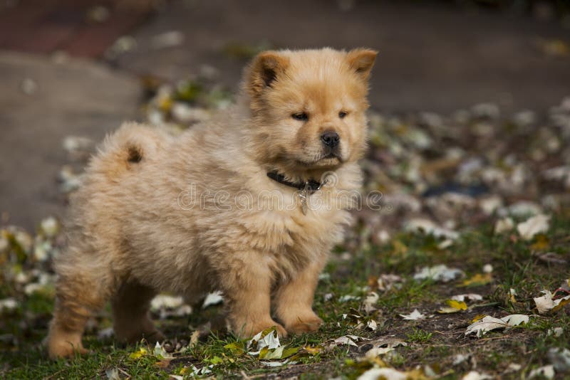 Chow Puppy stock image. Image of chow, young, grass, standing - 50447101