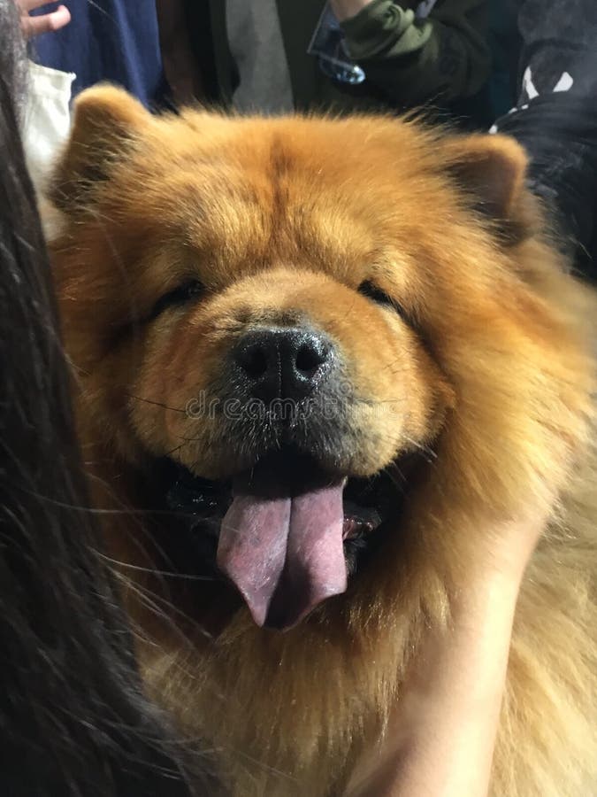Chow at the Sydney Dog Lovers Show Editorial Stock Photo - Image of ...