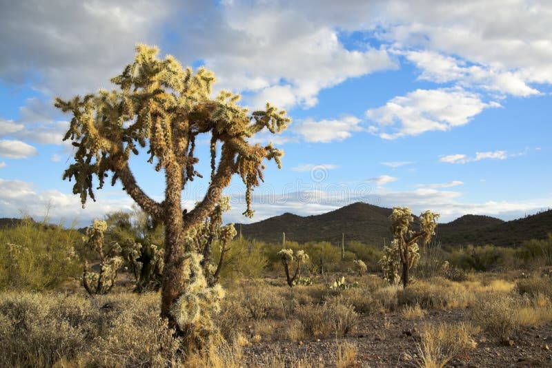 Cholla in Nevada Mojave Desert Stock Photo - Image of landscape, nevada ...