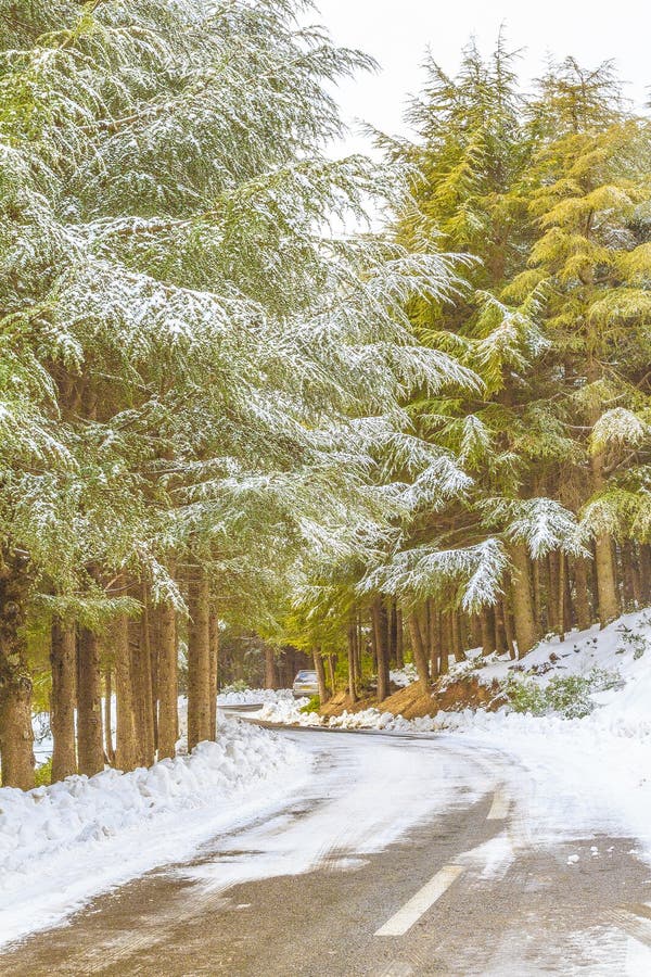 Chrea stock photo. Image of africa, quercus, forest - 142618362