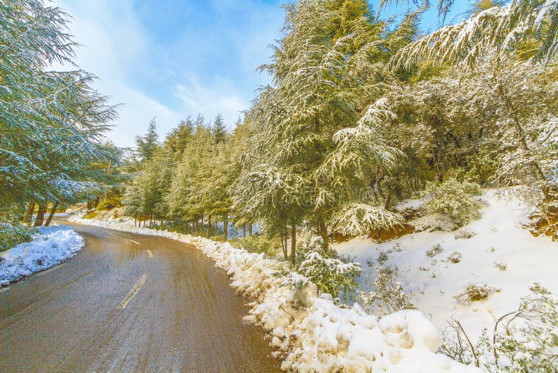 Chrea park stock photo. Image of national, protected - 61983040