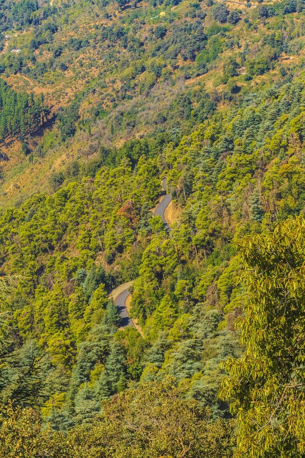 Chrea park stock image. Image of algeria, climat, forest - 61983329