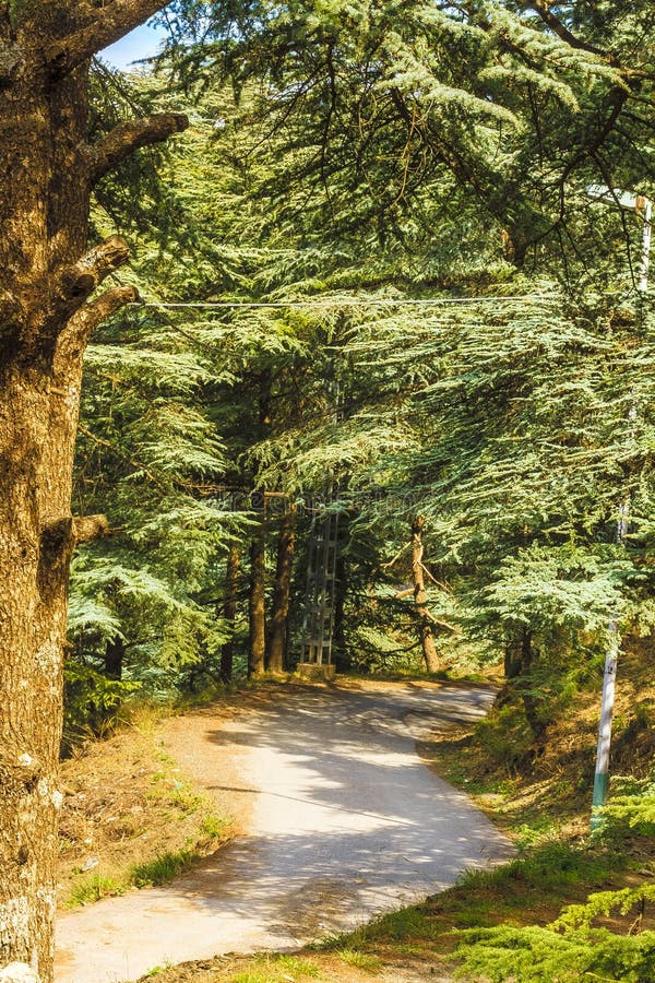 Chrea park stock image. Image of blida, natural, mountain - 62037381