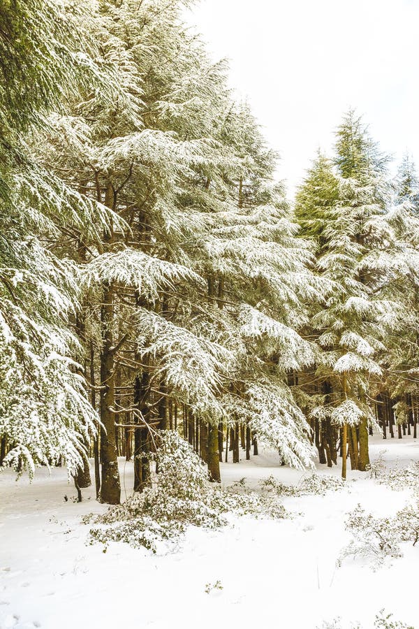 Chrea stock photo. Image of road, blue, plant, oats - 110456948