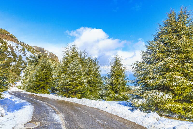 Chrea stock image. Image of quercus, africa, reservation - 142617279