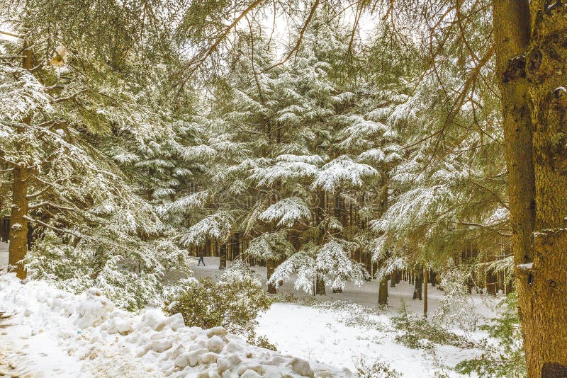 Chrea park stock photo. Image of protection, reserve - 61165212