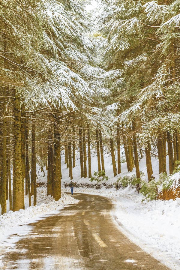 Chrea park stock photo. Image of national, protected - 61983040