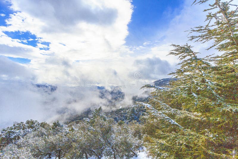 Chrea park stock image. Image of plants, touristic, protection - 60303275