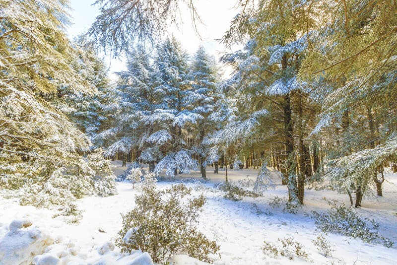 Chrea stock image. Image of blida, environment, mountain - 142626801