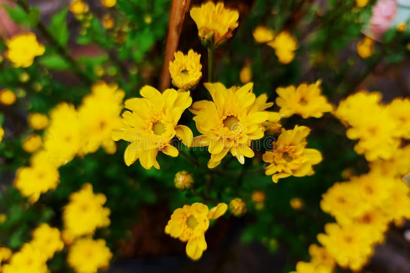 Chrisanthemum Yellow stock photo. Image of chrysanthemum - 209370820