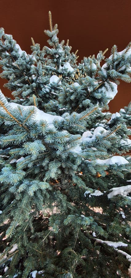 Chrismas big tree stock image. Image of crismas, evergreen - 206865835