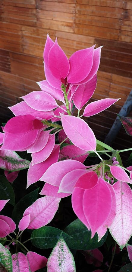 Chrismas Pink Leaf in Front of the Shop. Stock Photo - Image of violet ...