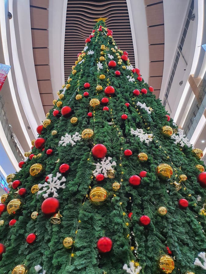 Chrismast eve stock photo. Image of plant, spruce, bouquet - 263231116