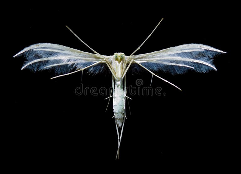 Christ insect stock photo. Image of macro, housefly, wild - 3172044