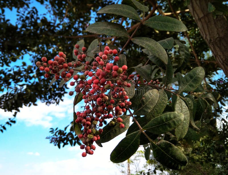 Christ s thorn jujube tree stock photo. Image of thorn - 138553604