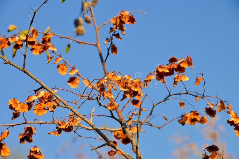 Christ s Thorn (Paliurus) stock image. Image of spinachristi - 36415697