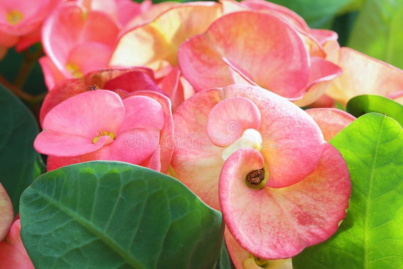 Christ thorn stock image. Image of flowering, nature - 47646045