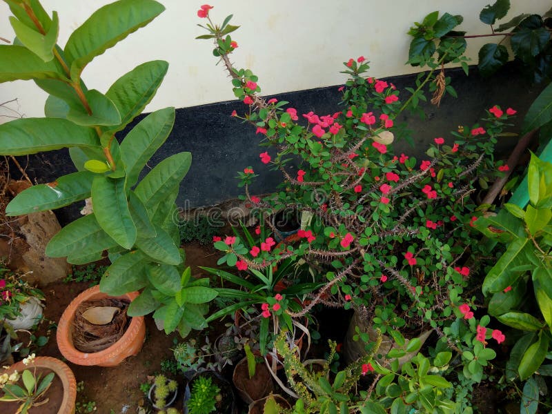 Christ Thorn Small stock photo. Image of backyard, green - 218937142