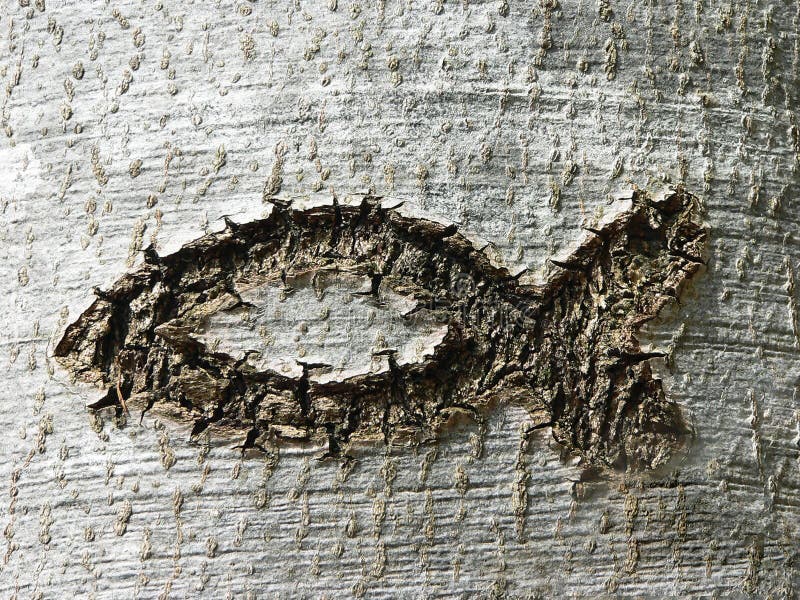 Christian Symbol Ichthys Fish, Scratched in a Tree Bark Stock Image ...