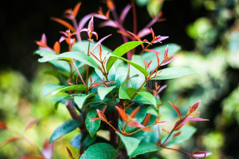 Syzygium Campanulatum or Christina Stock Photo - Image of flora ...